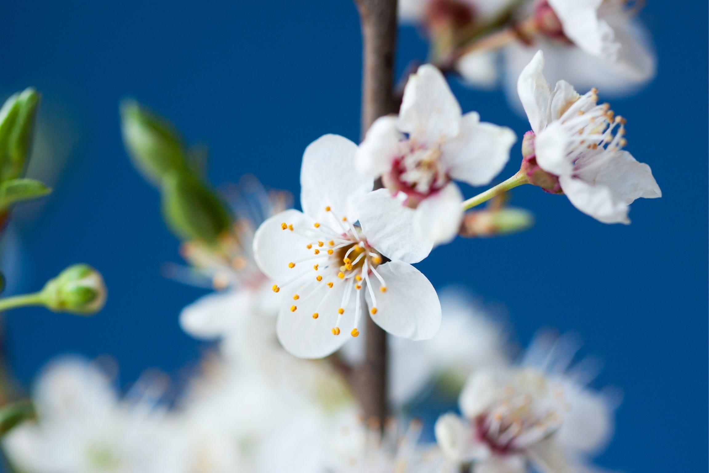 Ecosystem Opportunities - Bloom